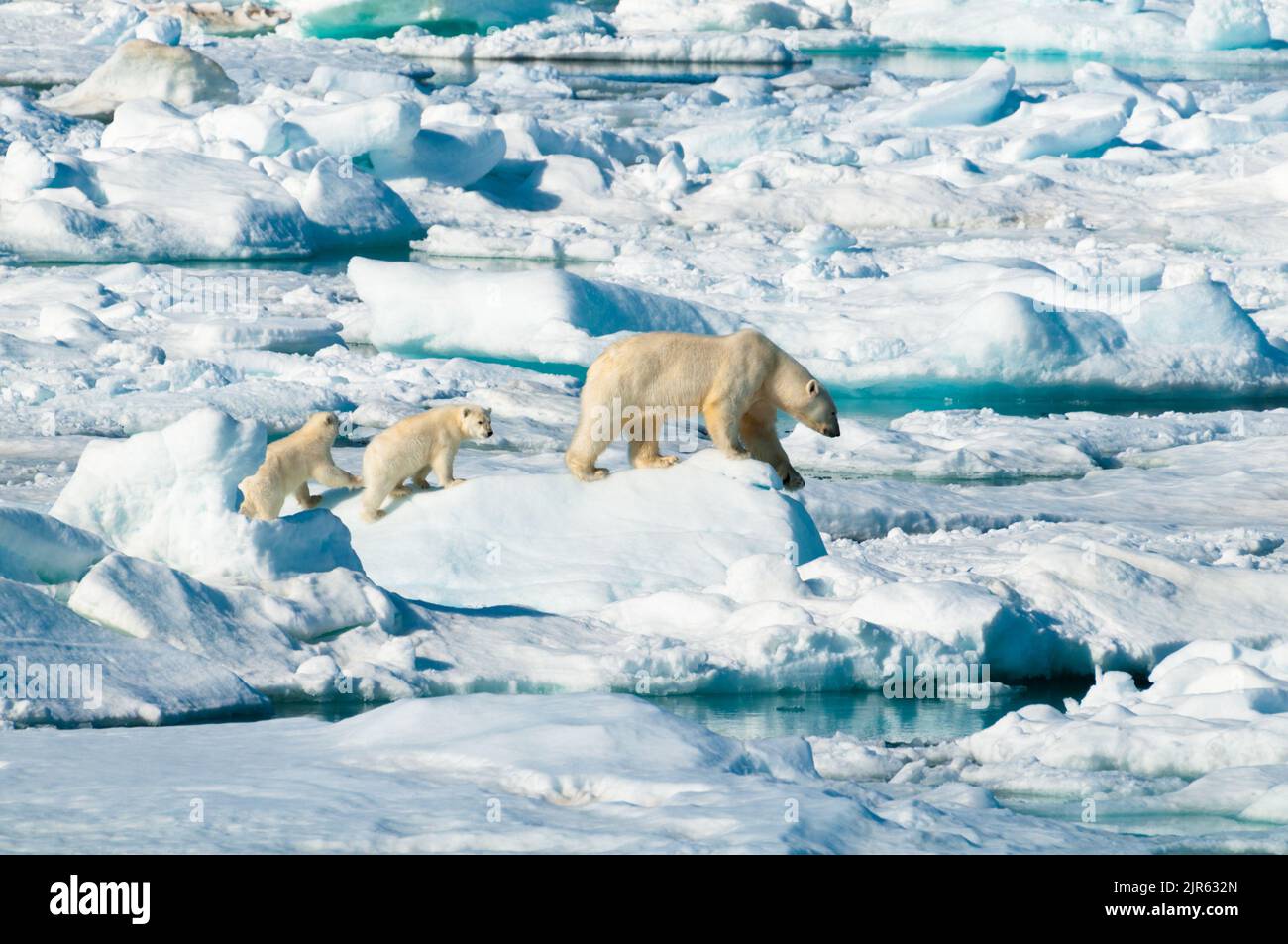 Mother polar bear with two cubs on broken ice pack in Nordaustlandet ...