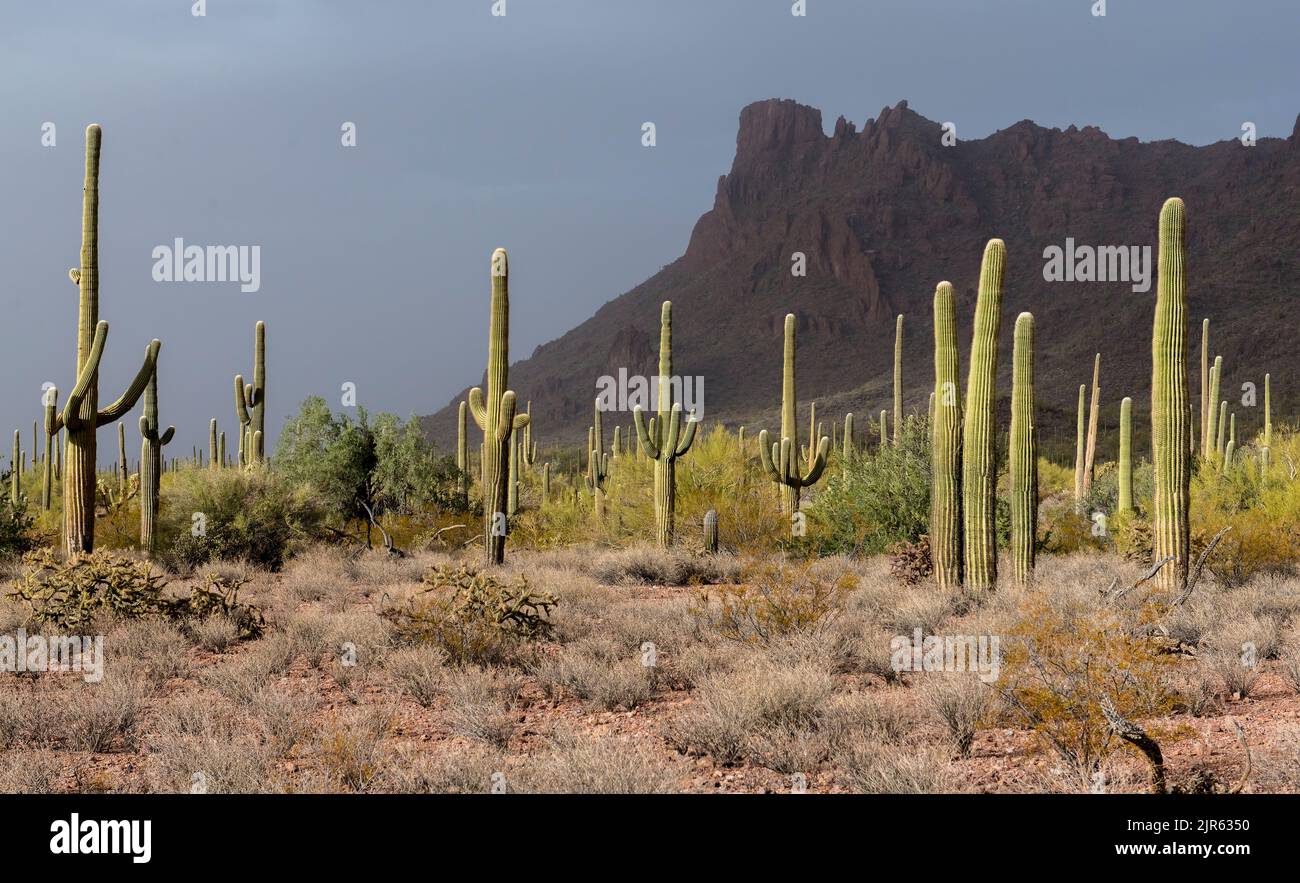 Forest of Saguaros in Organ Pipe Cactus National Monument, southern ...