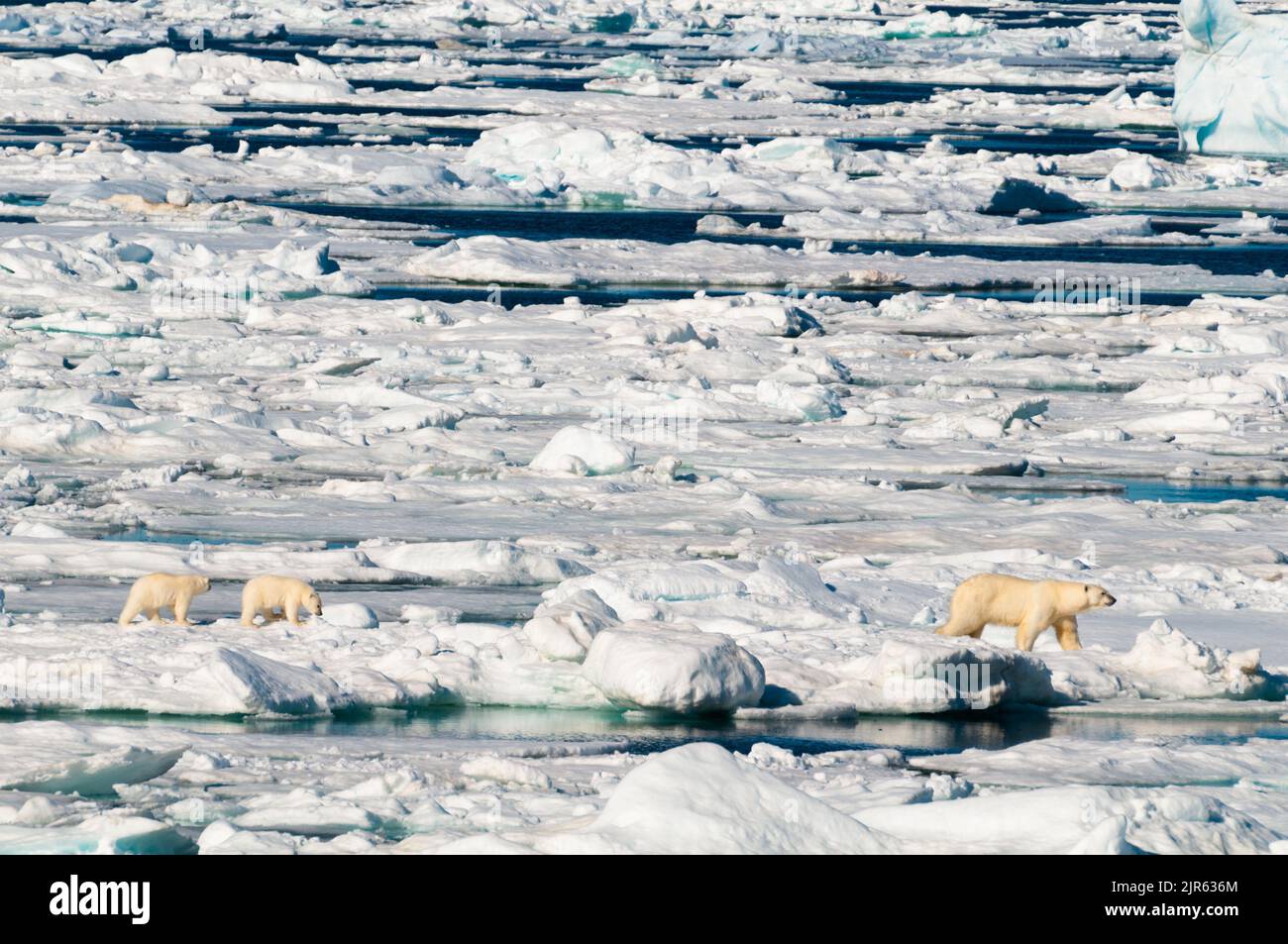 Mother polar bear with two cubs on broken ice pack in Nordaustlandet ...