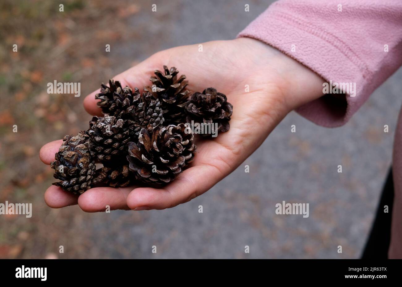 human hand holding pine cones in bourne woods,surrey,uk august 2022 ...
