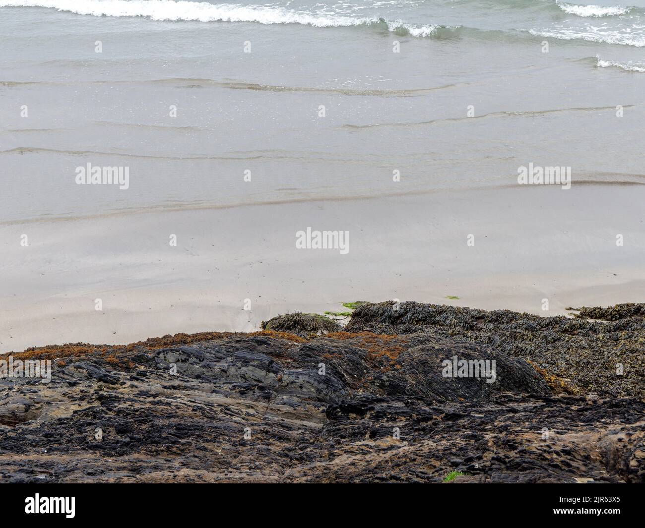 Algae and marine plants on coastal rocks. Gray water, surf. Space for ...