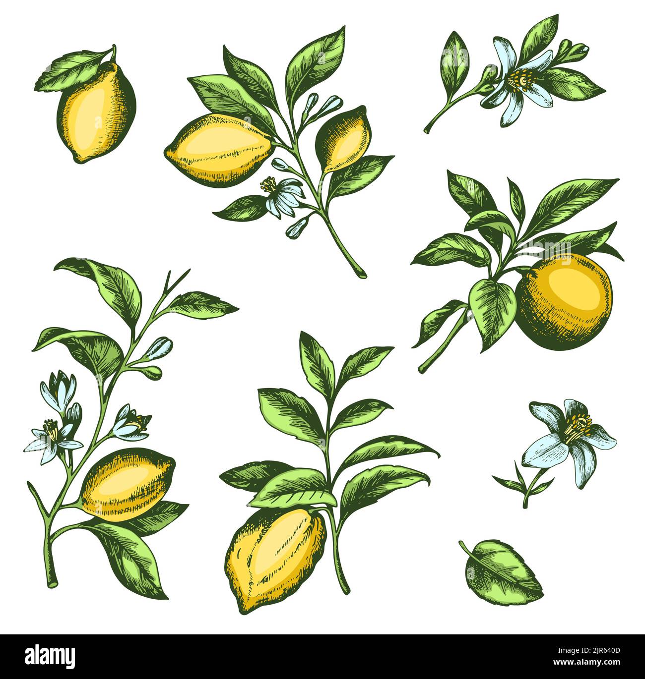 Vintage hand drawn citrus fruit branch. Lemon and orange branch Stock ...