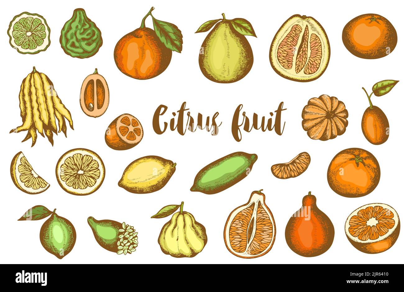 Vintage hand drawn citrus fruit collection Stock Photo - Alamy