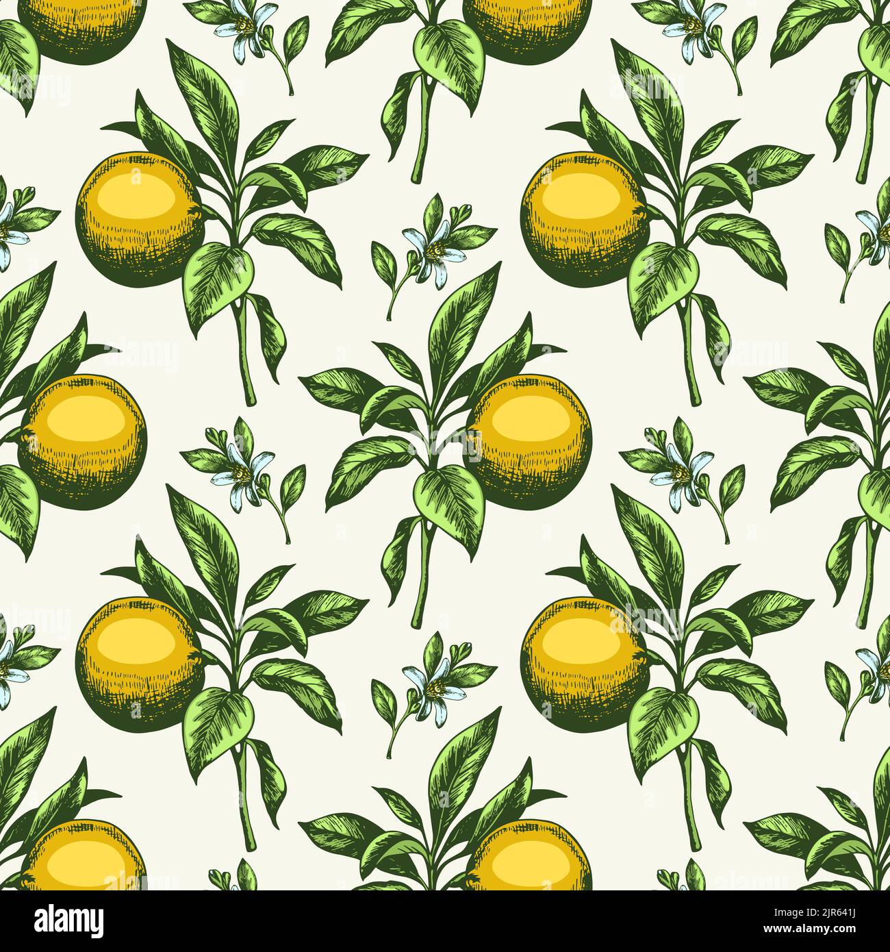 Orange branch botanical illustration hi-res stock photography and ...