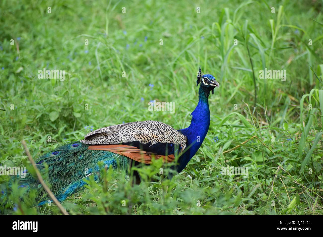 Indian peacock standing on grass filed in New Delhi zoo, India Stock ...