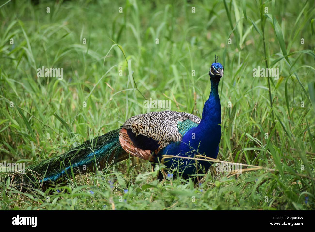 Indian peacock standing on grass filed in New Delhi zoo, India Stock ...