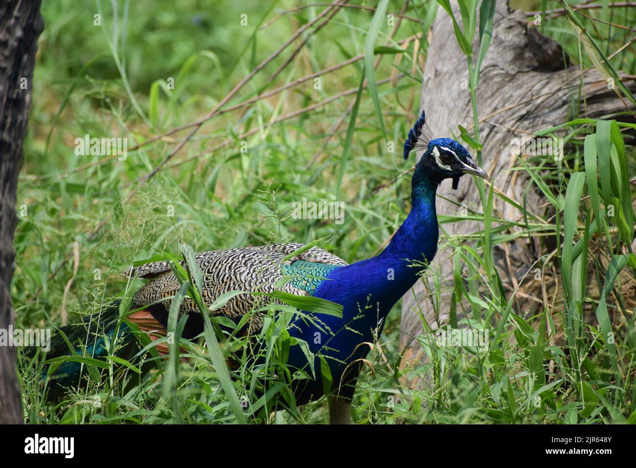 Beautiful peacock standing on grass hi-res stock photography and images ...