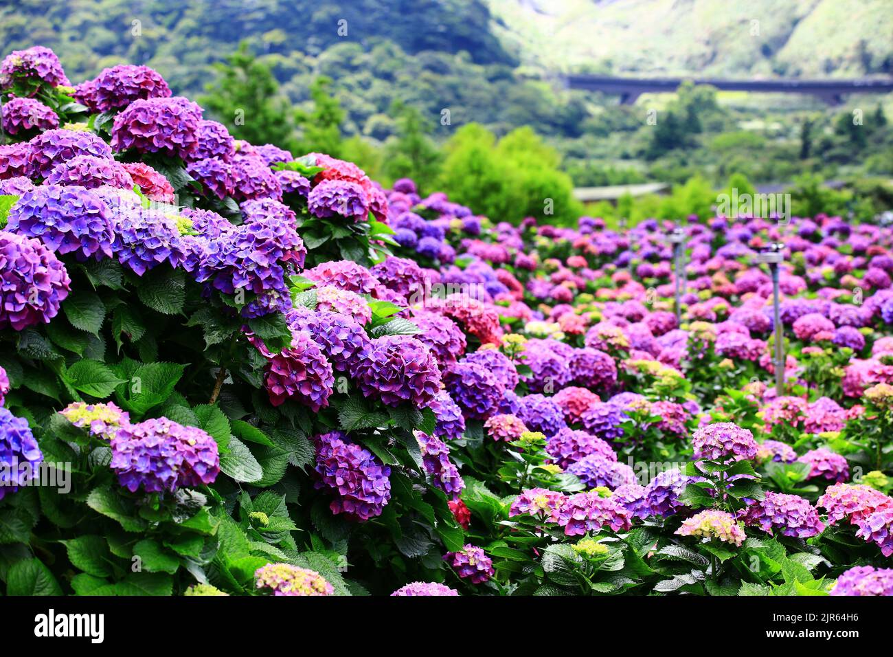 beautiful scenery of blooming Hydrangea(Big-leaf Hyrdangea) flowers ...