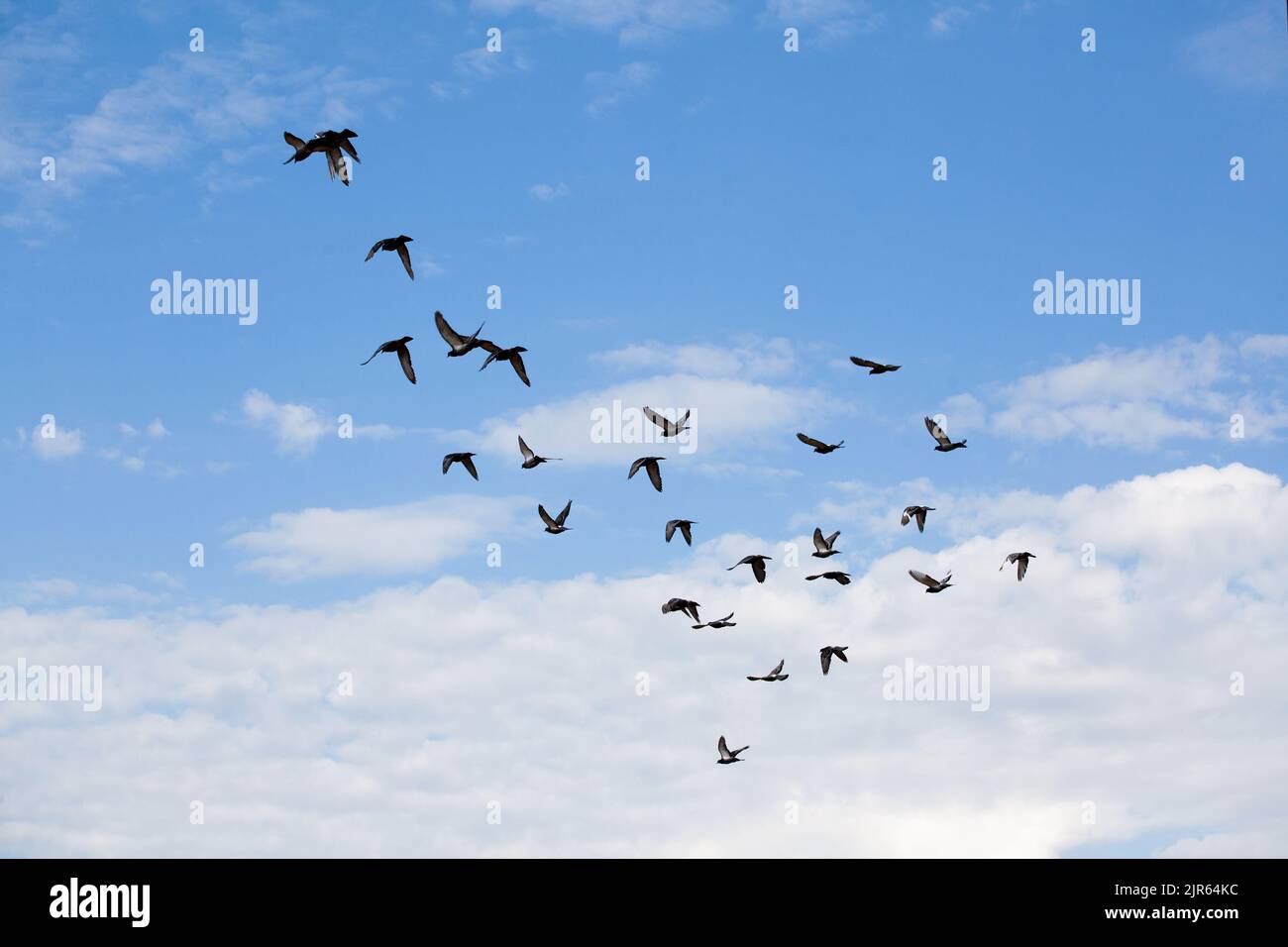 A flock of flying doves in the sky. A photo Stock Photo - Alamy