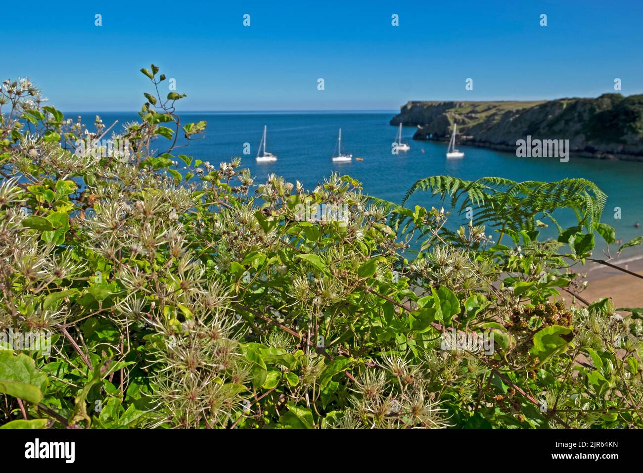 Old mans beard growing and boats moored in summer 2022 blue sky ...