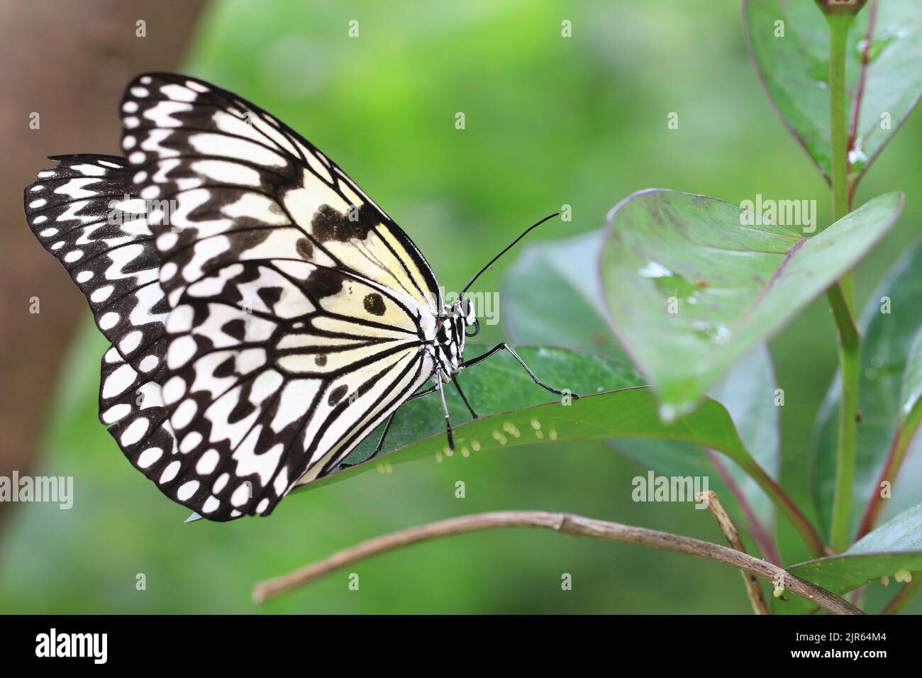 Large Tree Nymphs(Paper Kite,Rice Paper) butterfly and eggs,a beautiful ...
