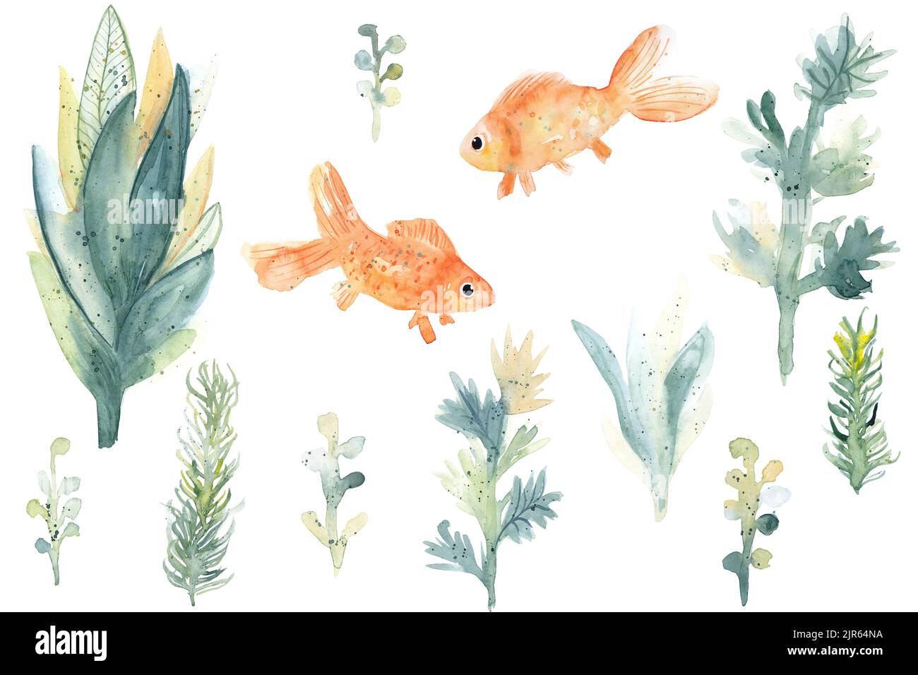 Set of watercolor aquarium plants and goldfish isolated on white ...