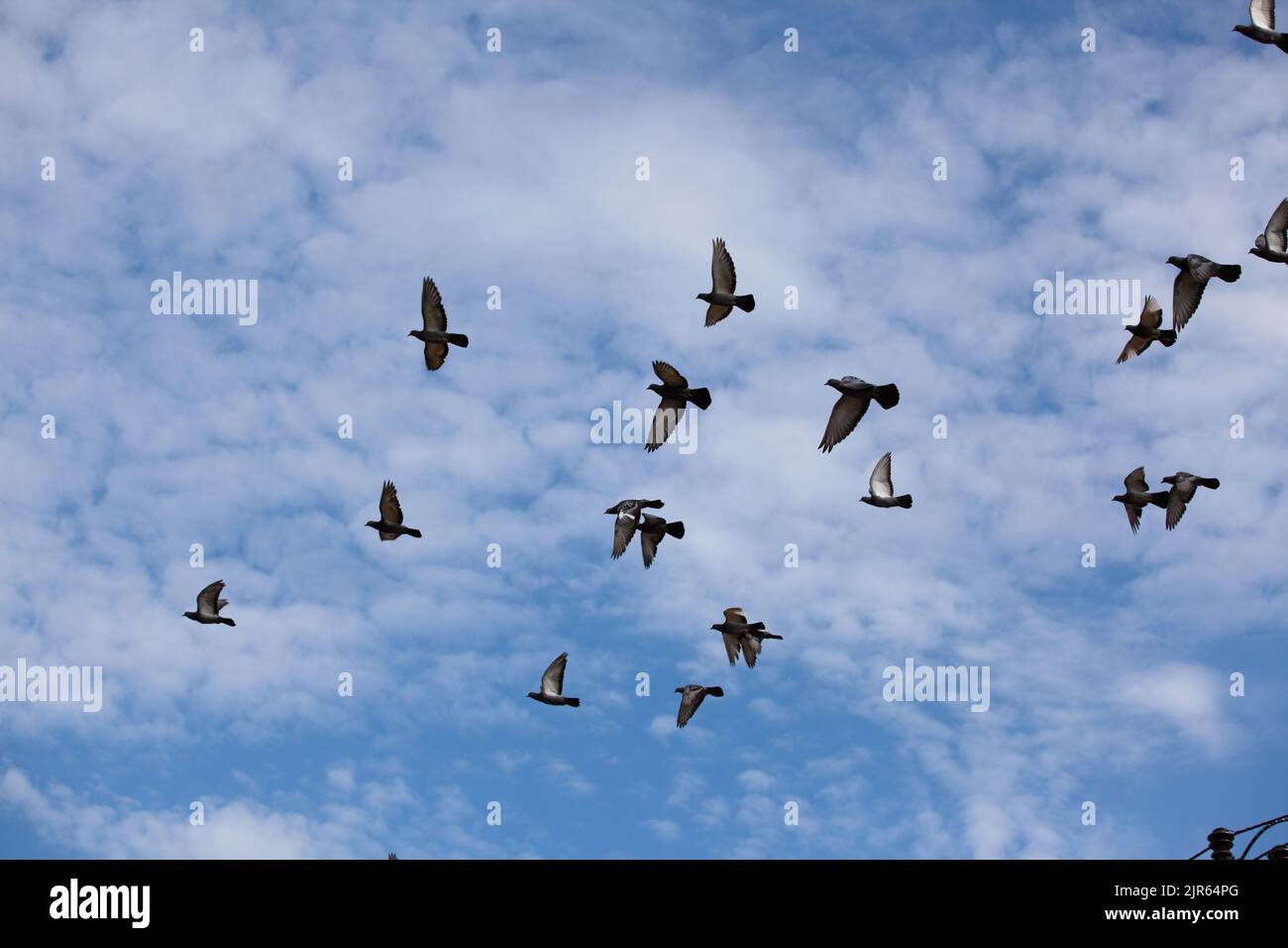 A flock of flying doves in the sky. A photo Stock Photo - Alamy