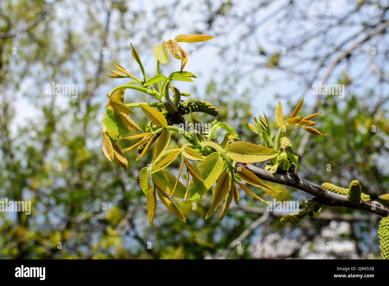Walnut branch with delicate small young leaves and blooms towards ...
