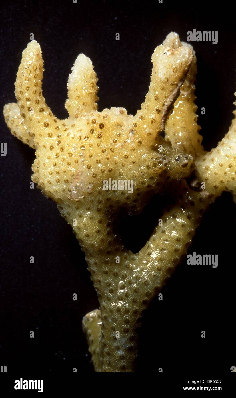 Gall containing the female common coral gall crab (Hapalocarcinus ...