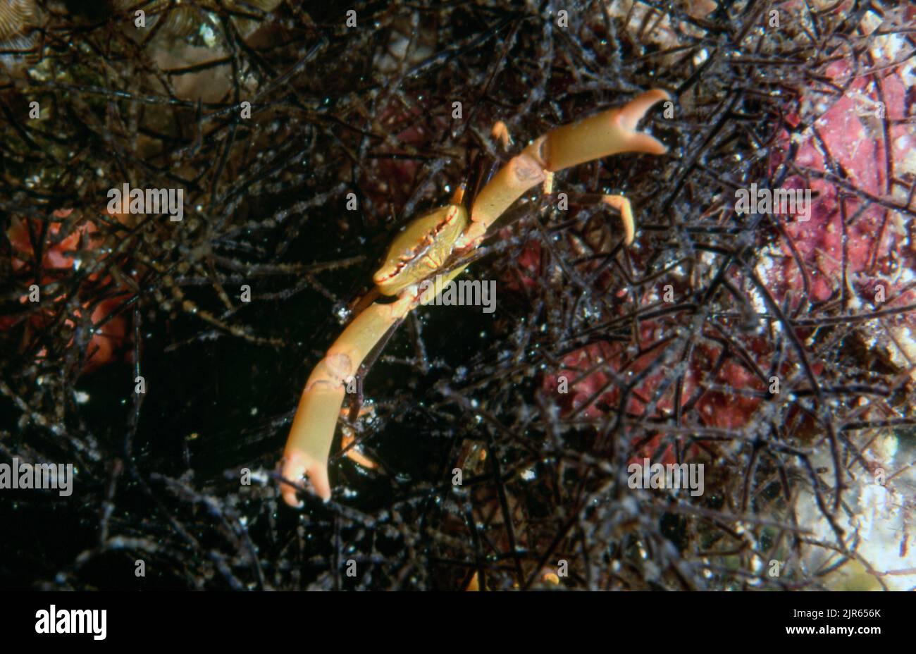 Trapezia sp., a guard crab associated with black coral (Antipatharia ...