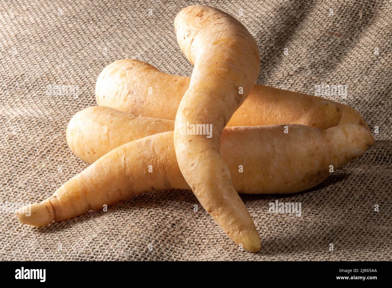 Potato baroa or Mandioquinha (Arracacia xanthorrhiza) on jute ...