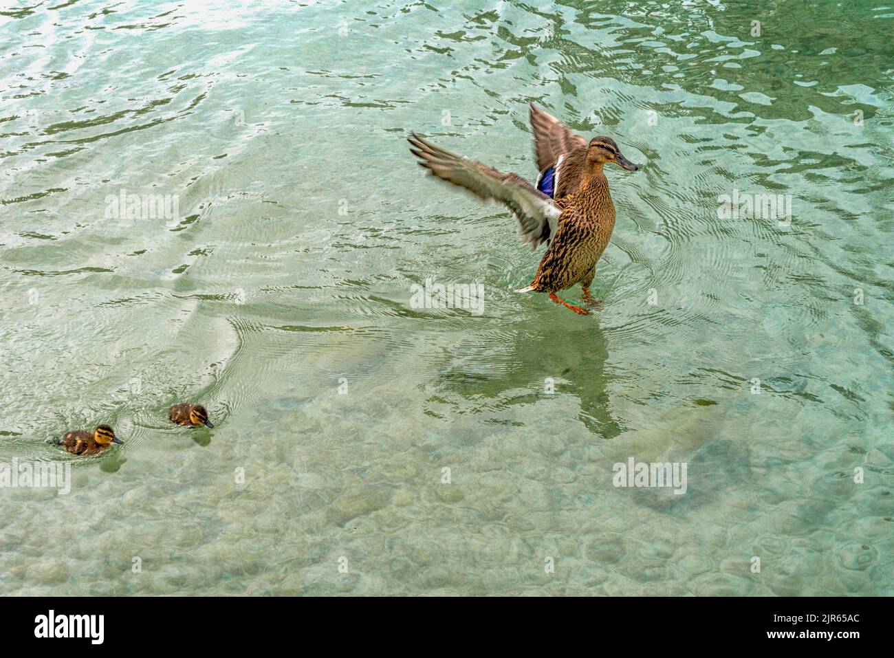 Mother duck leaps up from the pond with her wings flapping, while 2 ...