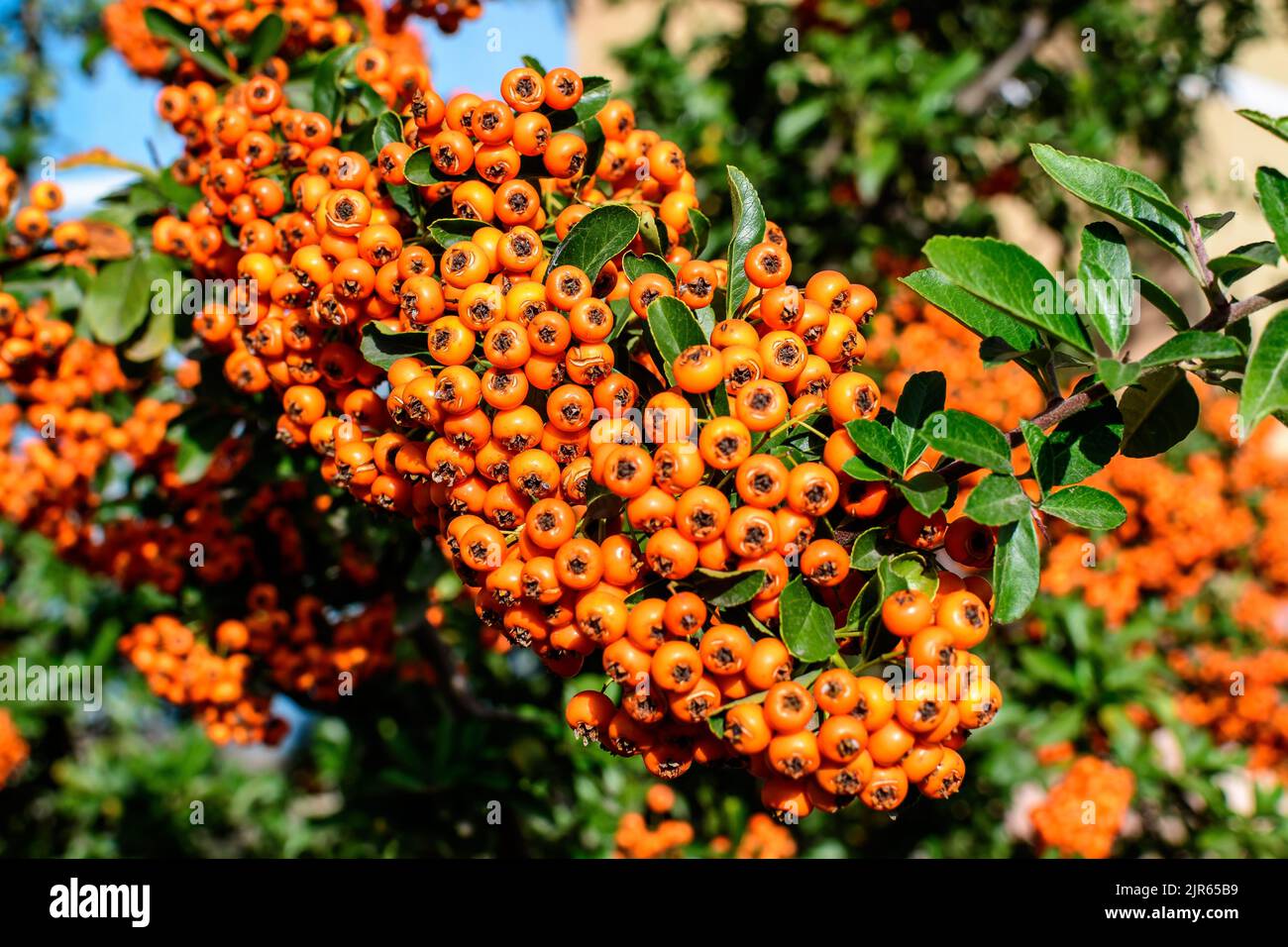 Pyracantha hedge in flower hi-res stock photography and images - Alamy
