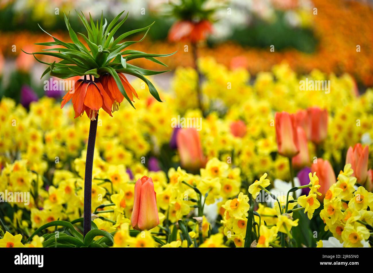 Kaiser's crown flower garden spring season nature Stock Photo - Alamy