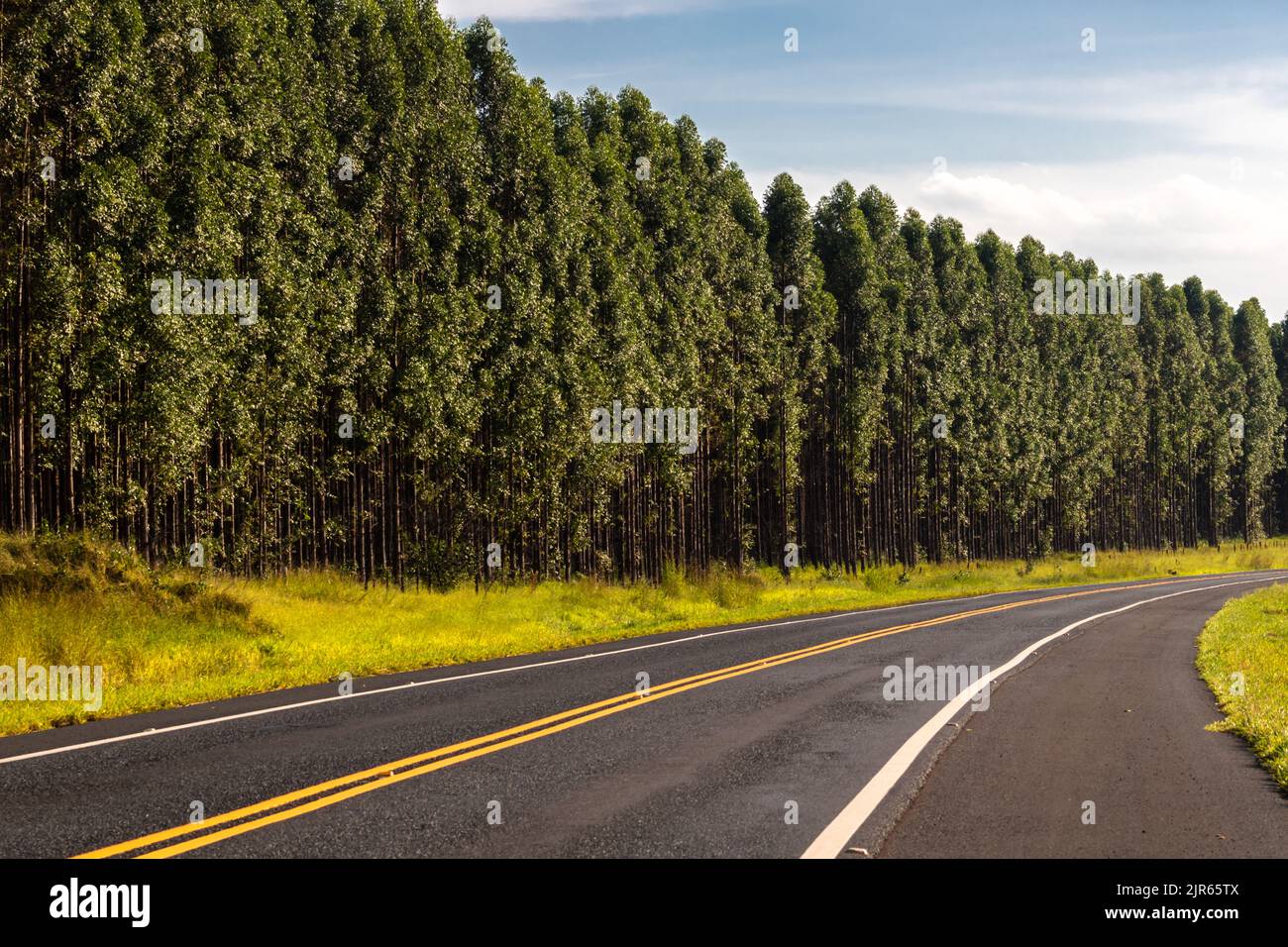 Eucalyptus forest plantation and empty highway in Brazil Stock Photo ...