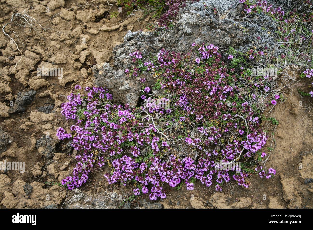 Closeup of Wild Thyme, Thymus praecox ssp. Perennial wildflower herb ...