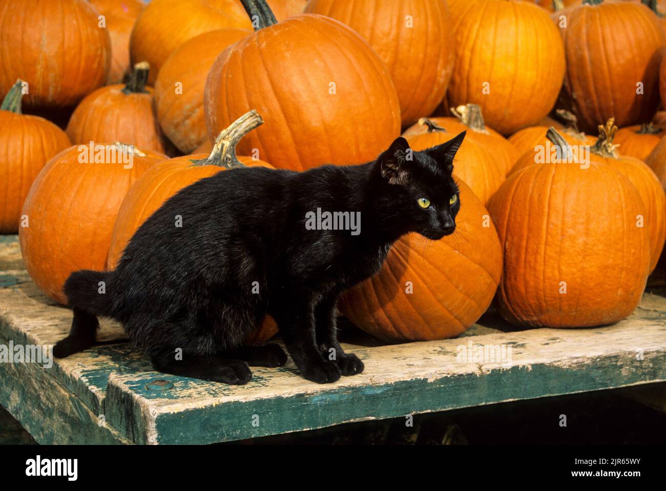 Halloween black cat on an Amish farm wagon with pumpkins, Lancaster ...