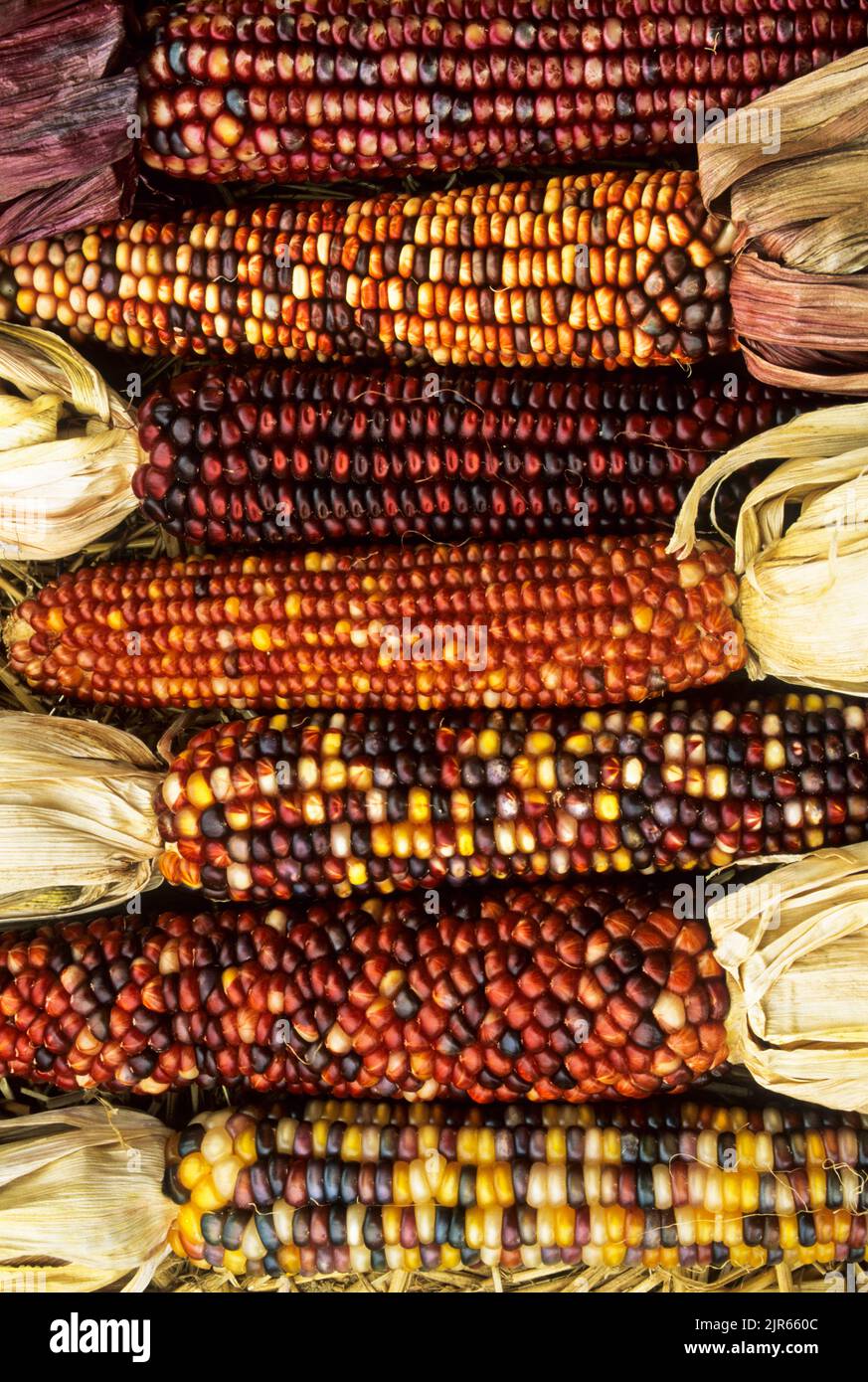 Colourful autumn Indian corn on the cobs, New Jersey, USA US NJ farming ...