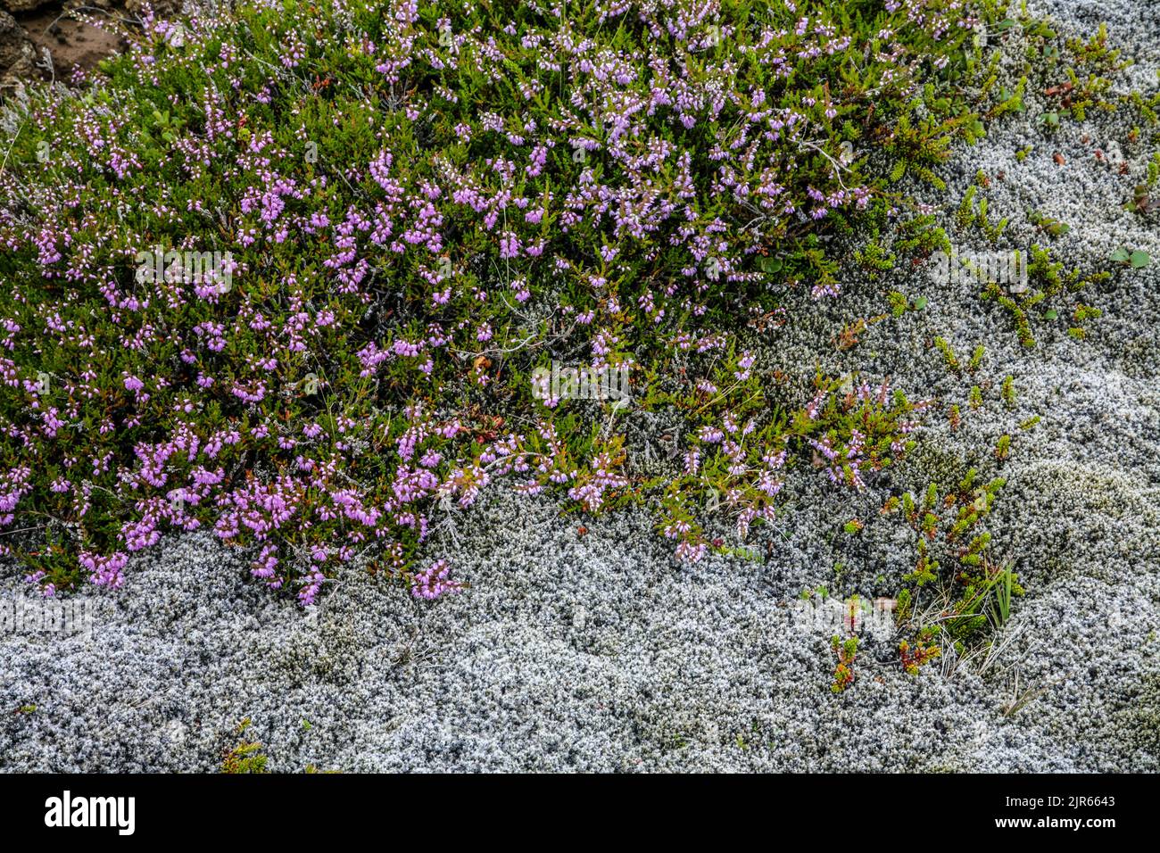 Reindeer moss, Cladonia rangeferina, wildflower growing on lava, Arctic ...