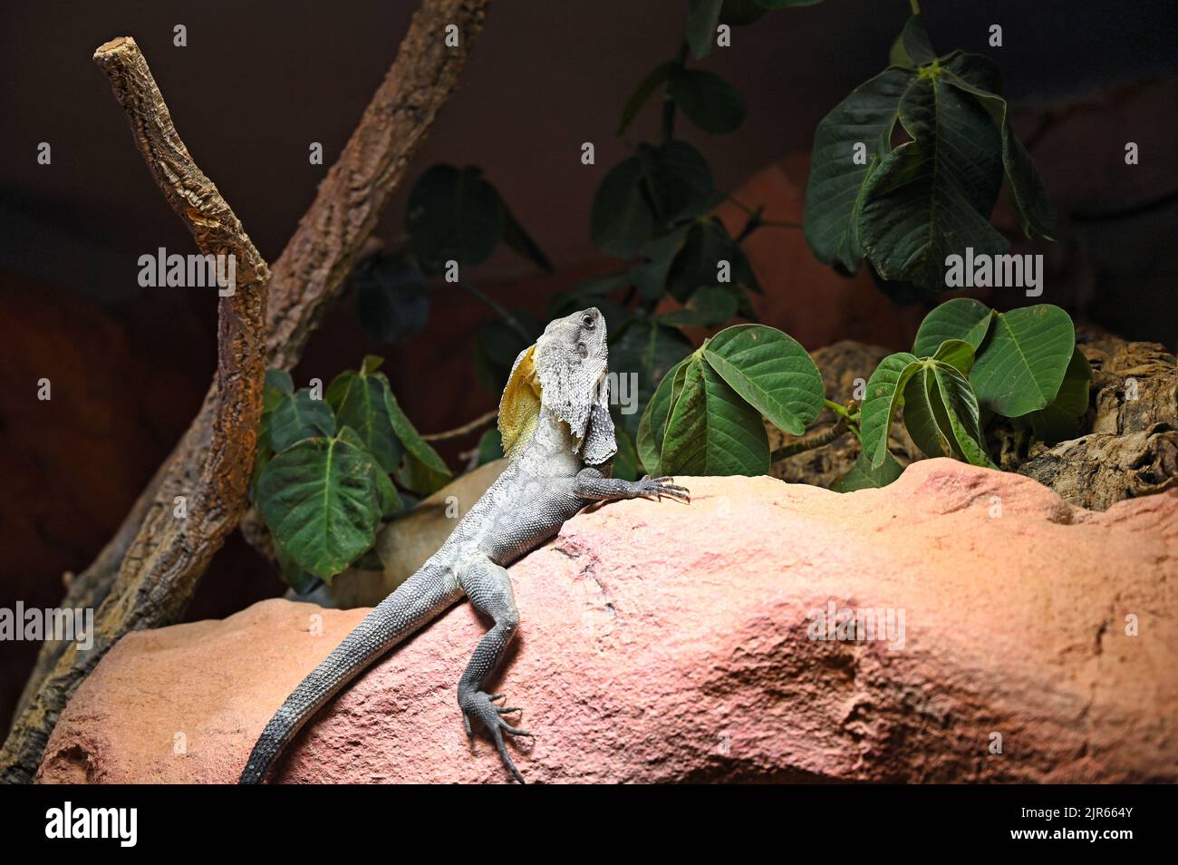 frilled lizard stands on a stone wildlife Stock Photo - Alamy