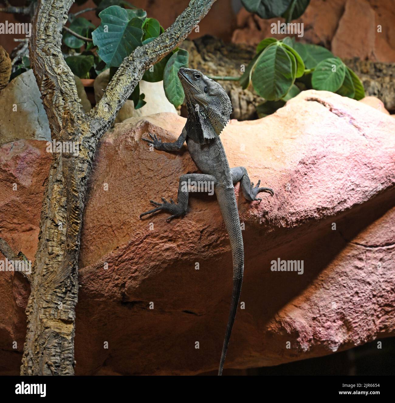 frilled lizard stands on a stone Stock Photo - Alamy