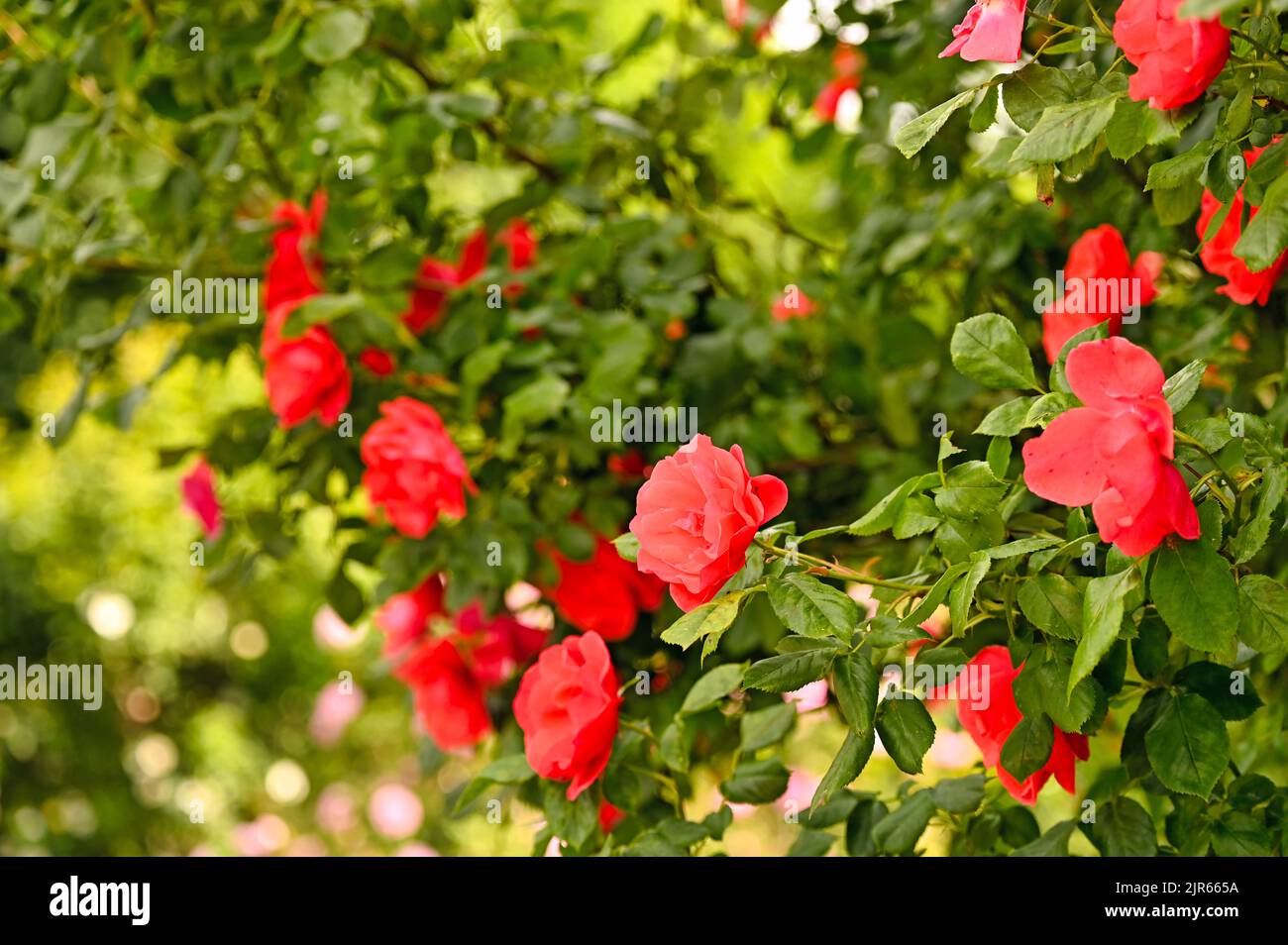 Volksgarten vienna rose roses hi-res stock photography and images - Alamy