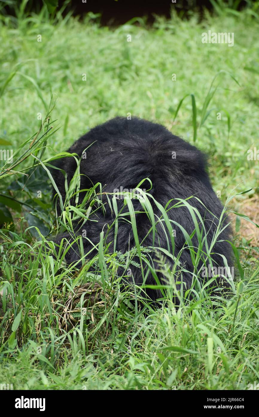 Indian bear is taking rest on grass field at wildlife sanctuary Stock ...