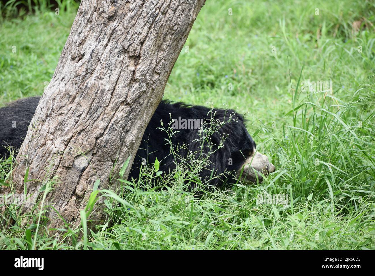 Indian bear is taking rest on grass field at wildlife sanctuary Stock ...