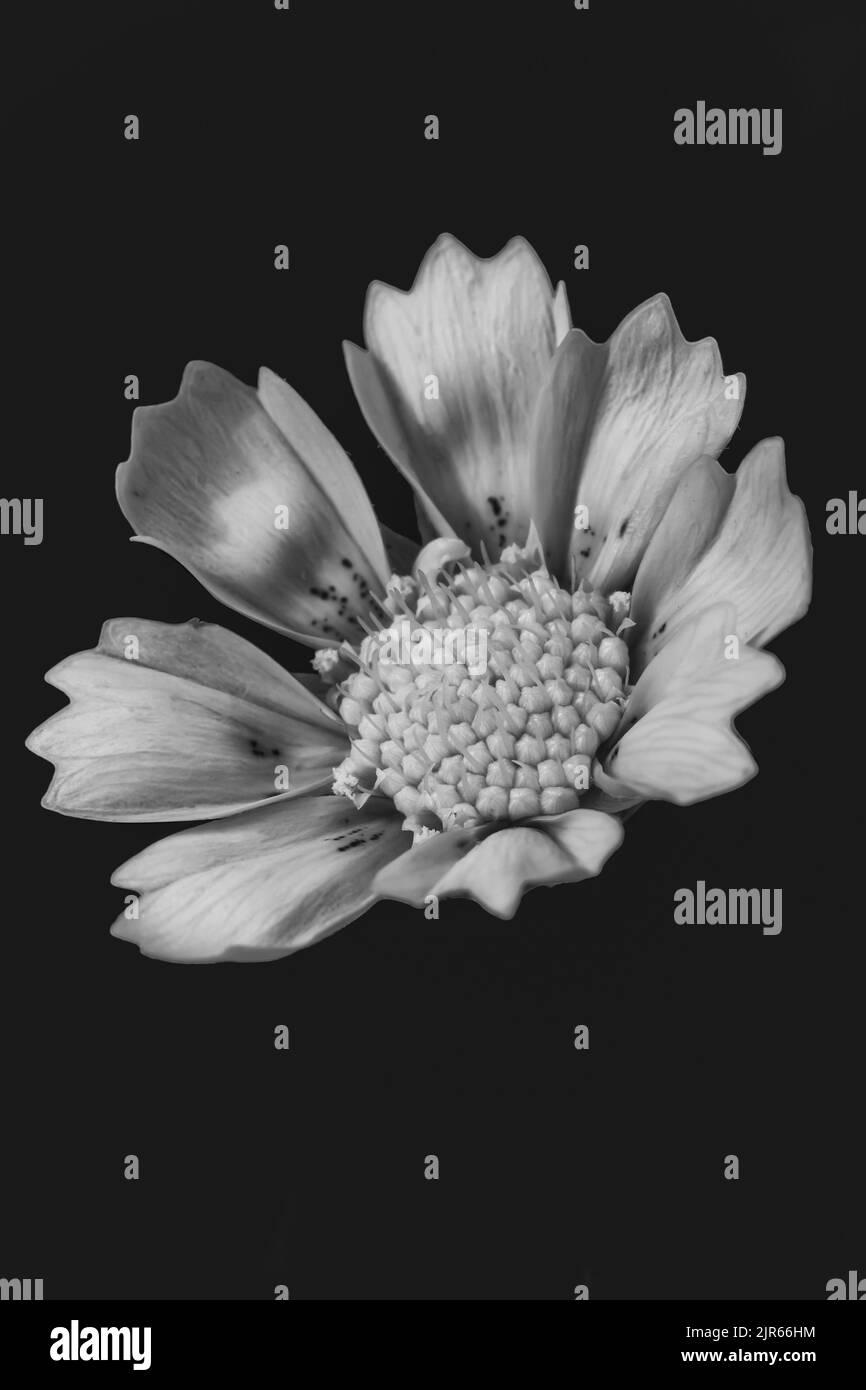 Spring flora details Black and White Stock Photos & Images - Alamy