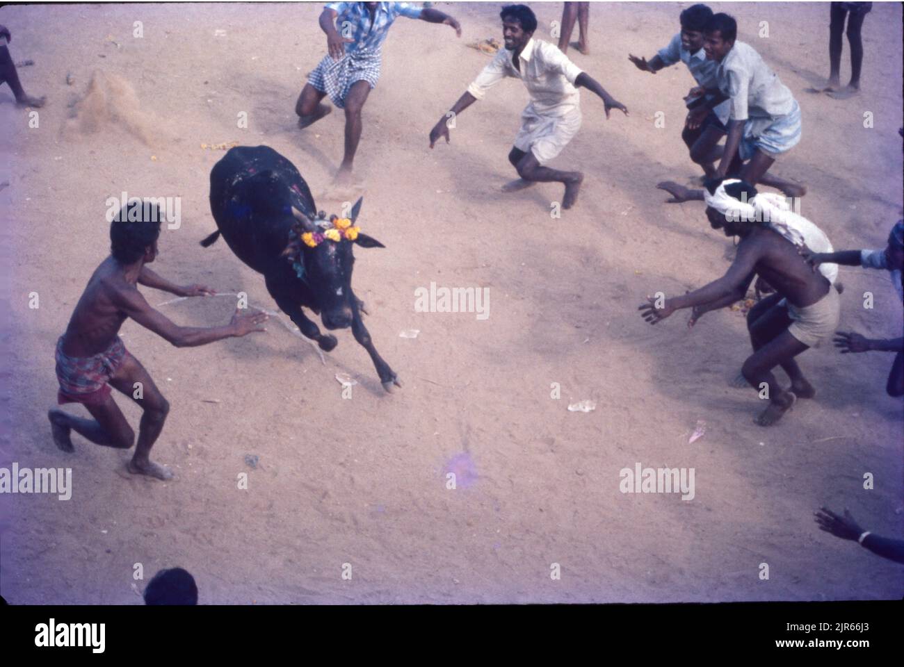 Jalli Kattu, Bull Catching, Puglur, Tamil Nadu, India Stock Photo - Alamy