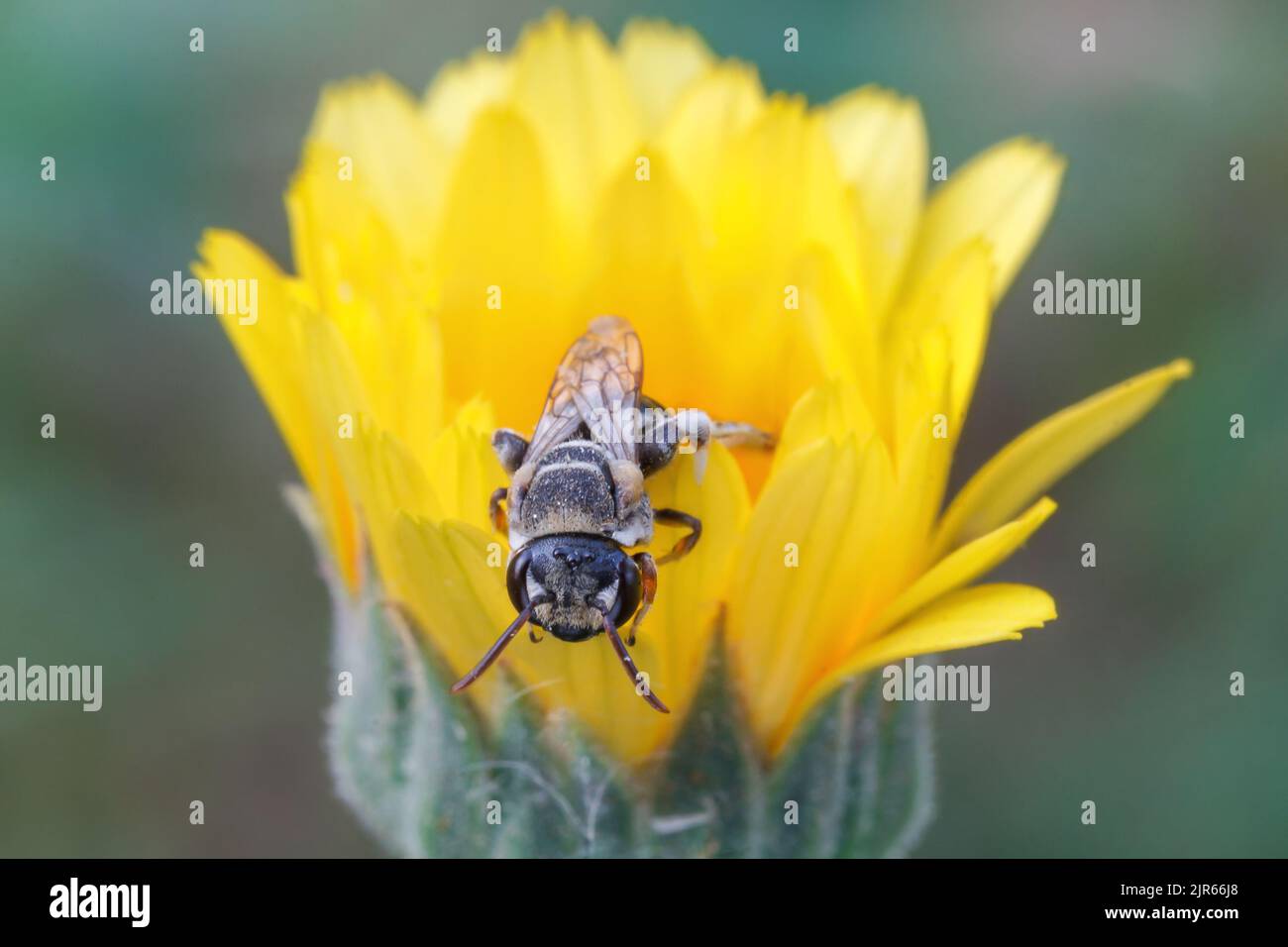 Close Up Look A Bee On A Flower Stock Photo - Alamy