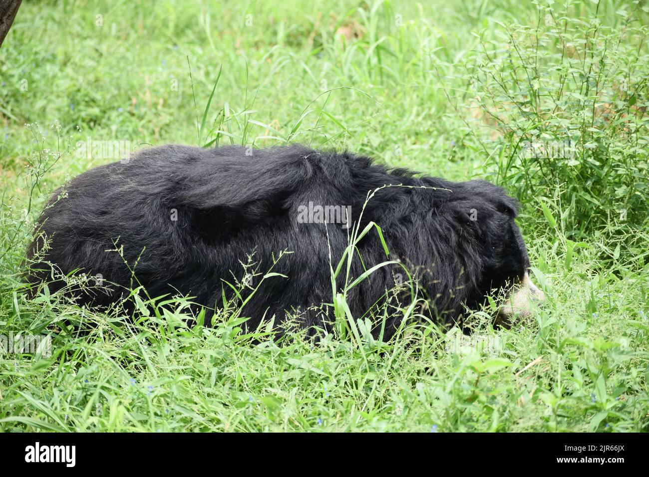 Indian bear is taking rest on grass field at wildlife sanctuary Stock ...