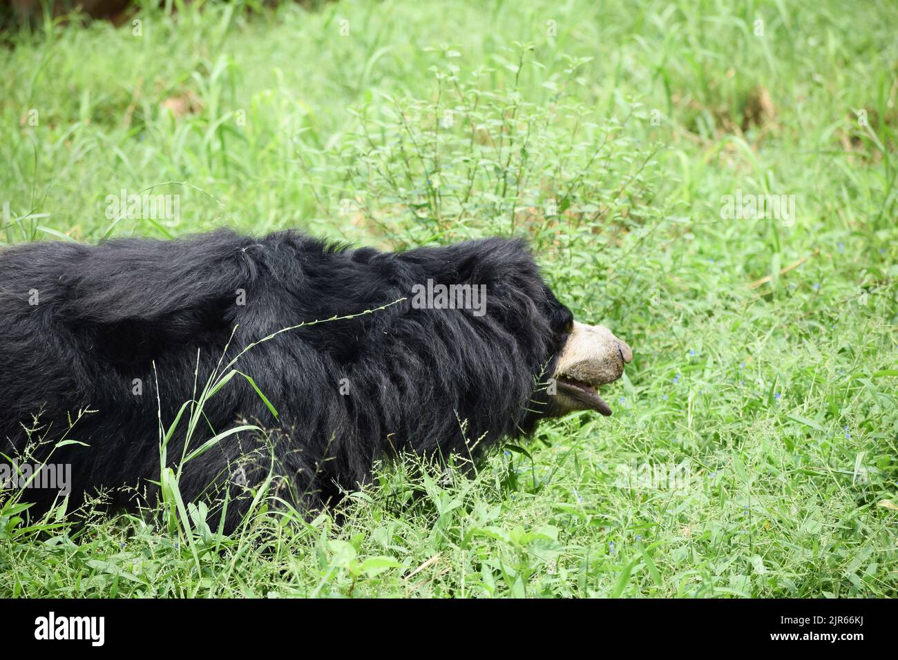 Indian bear is taking rest on grass field at wildlife sanctuary Stock ...