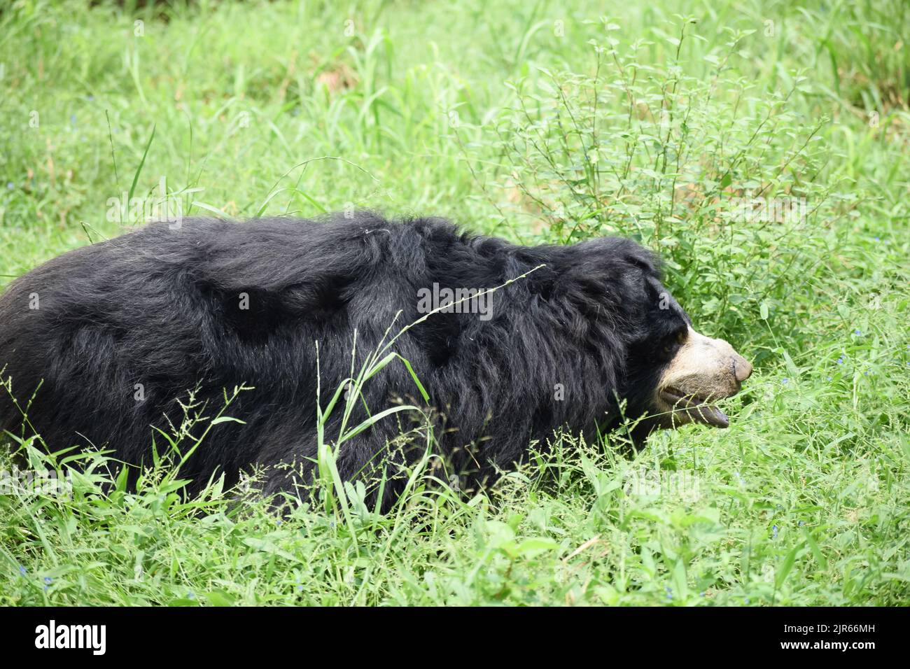 Indian bear is taking rest on grass field at wildlife sanctuary Stock ...