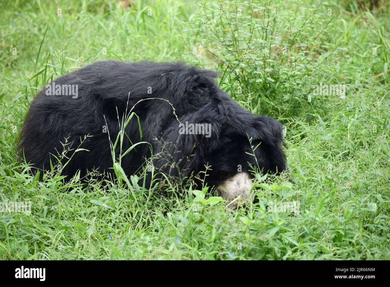 Indian bear is taking rest on grass field at wildlife sanctuary Stock ...