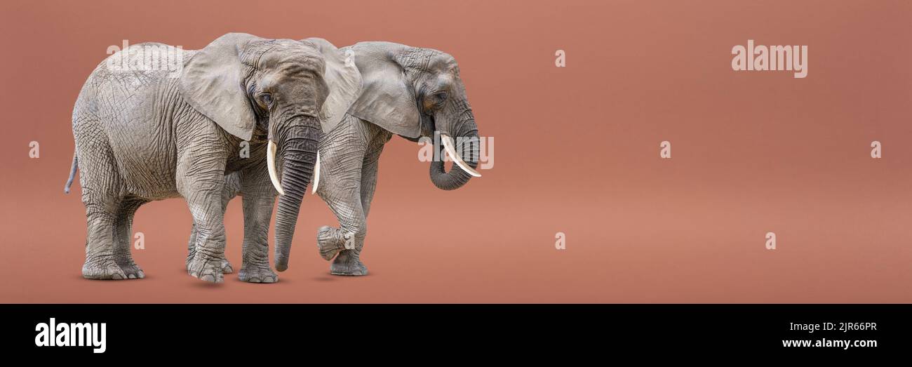 Isolate of two walking elephants. African elephants isolated on a ...