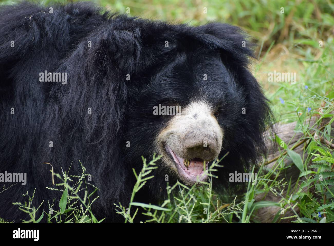 Indian bear is taking rest on grass field at wildlife sanctuary Stock ...