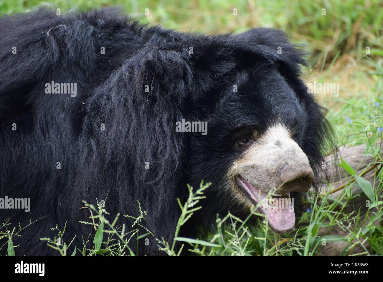Indian bear is taking rest on grass field at wildlife sanctuary Stock ...