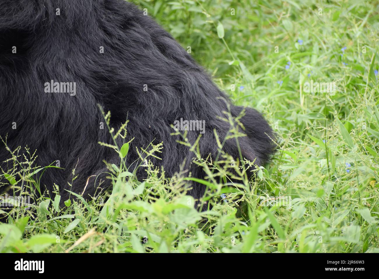 Indian bear is taking rest on grass field at wildlife sanctuary Stock ...