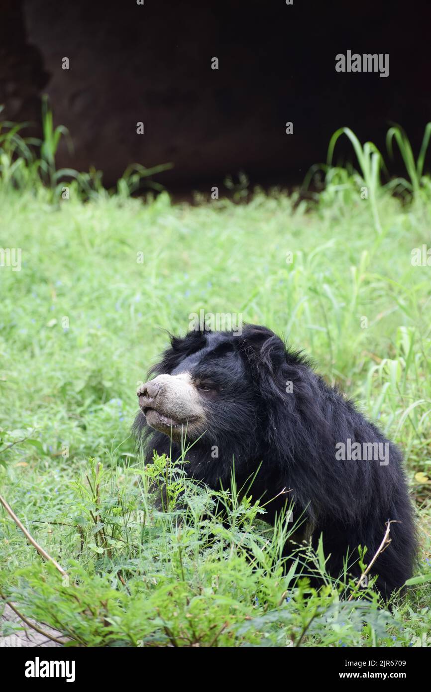 Indian bear is taking rest on grass field at wildlife sanctuary Stock ...