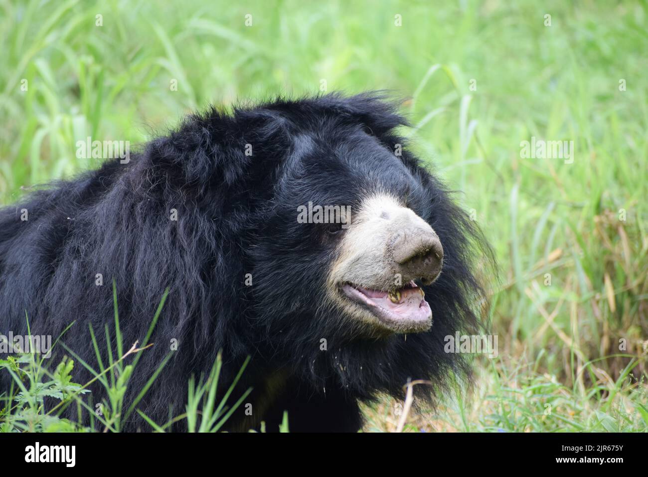 Indian bear is taking rest on grass field at wildlife sanctuary Stock ...