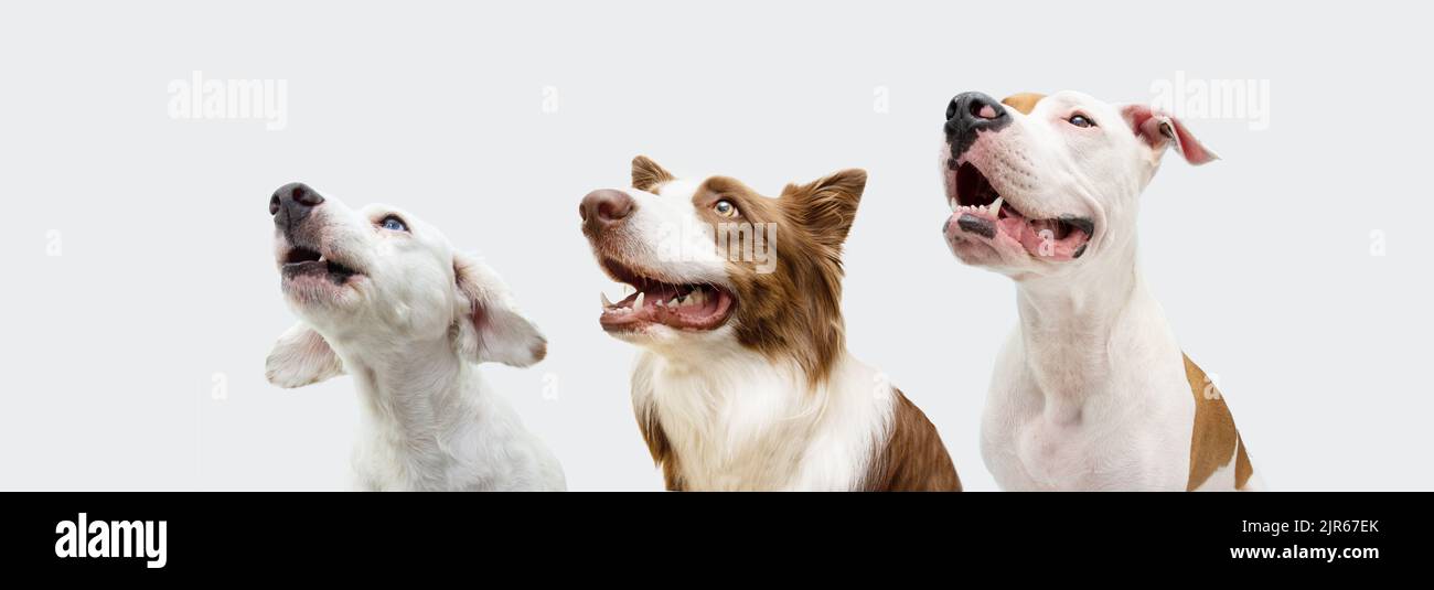 Proffile three dogs looking away in a row. Isolated on white or gray ...