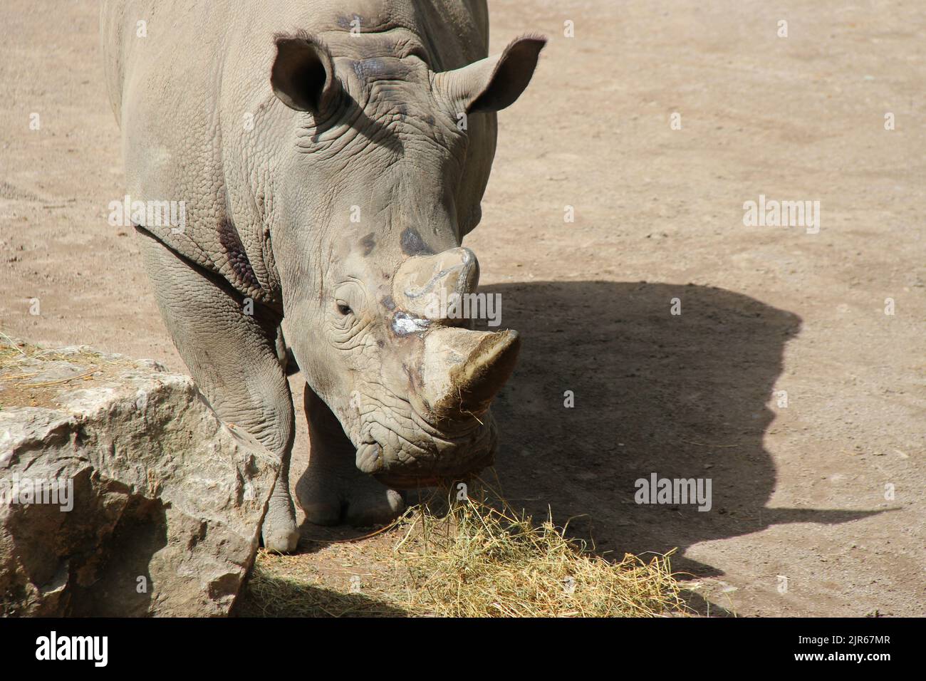 white rhino in a zoo in lille in france Stock Photo - Alamy