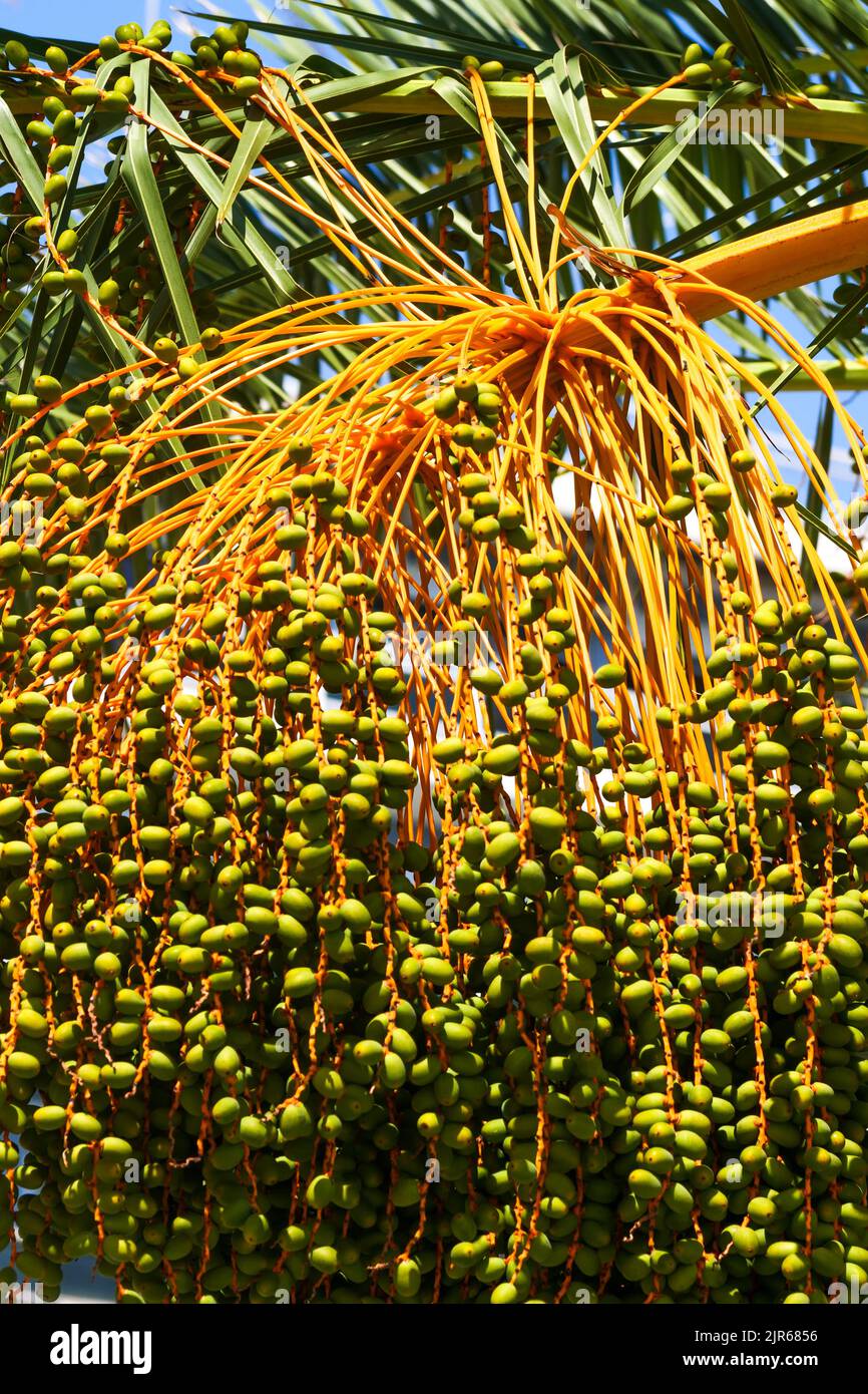 Grapes of fruits on date palm, Kavala, Macedonia, North-Eastern Greece ...